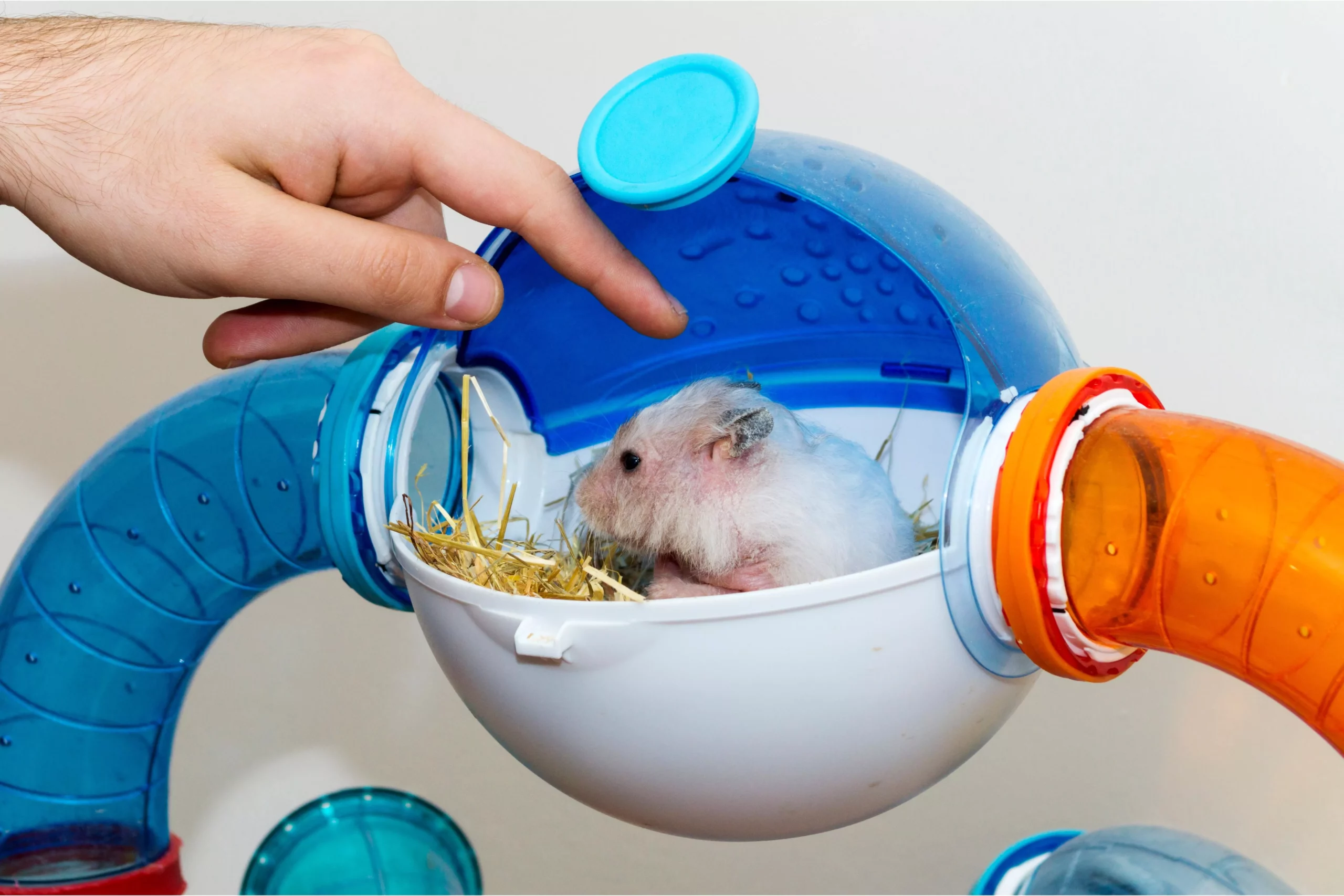 Do Hamsters Like Belly Rubs? (2025 Care Guide For Beginners)