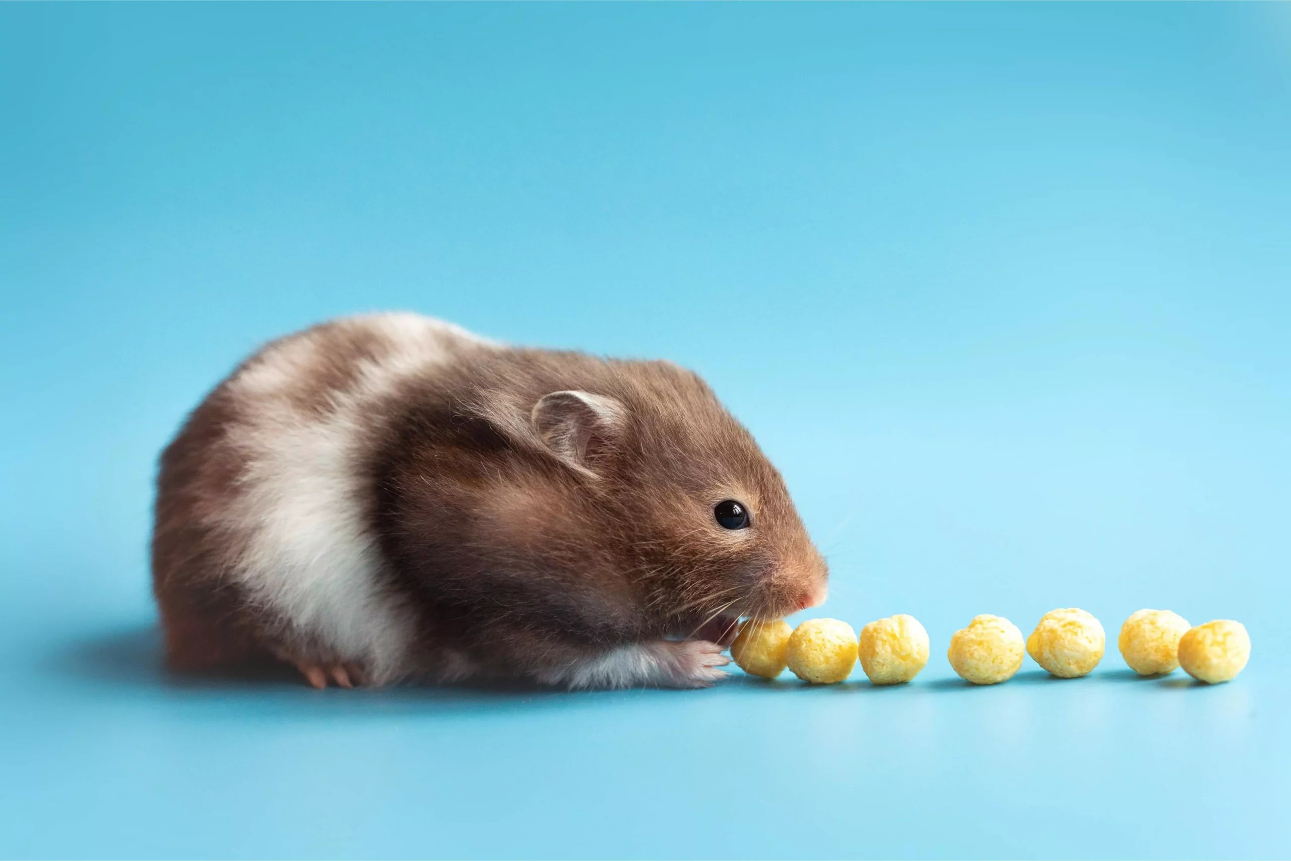How Smart are Hamsters Compared to Humans (Scientific Data)